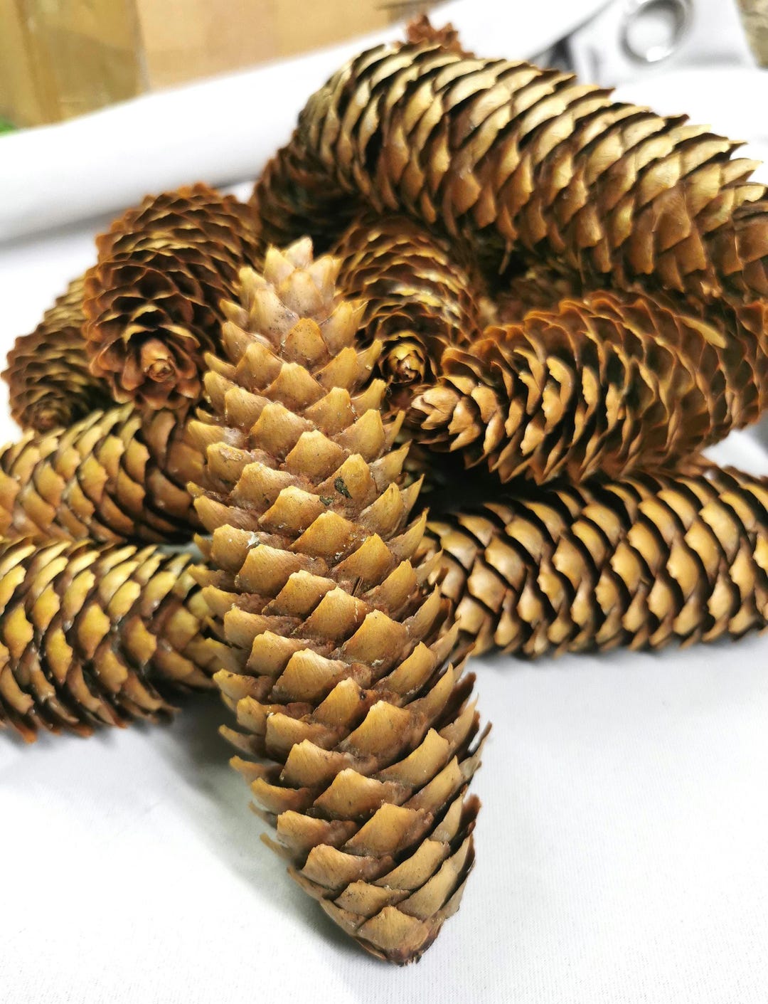 20 Spruce Cones. Long Large Cones Norway Spruce Natural Cones X 20 ...