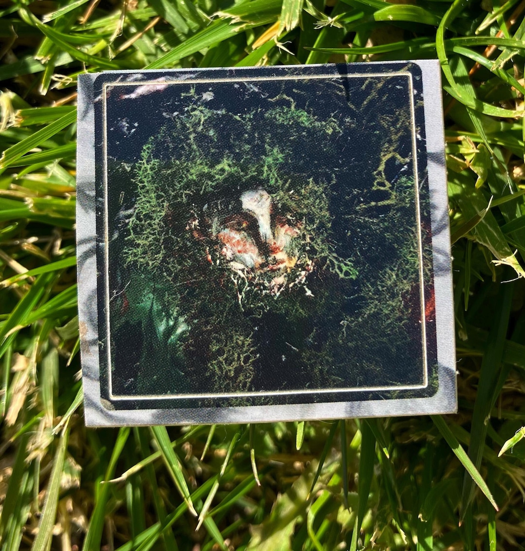 Emerging From Moss Sticker - Etsy