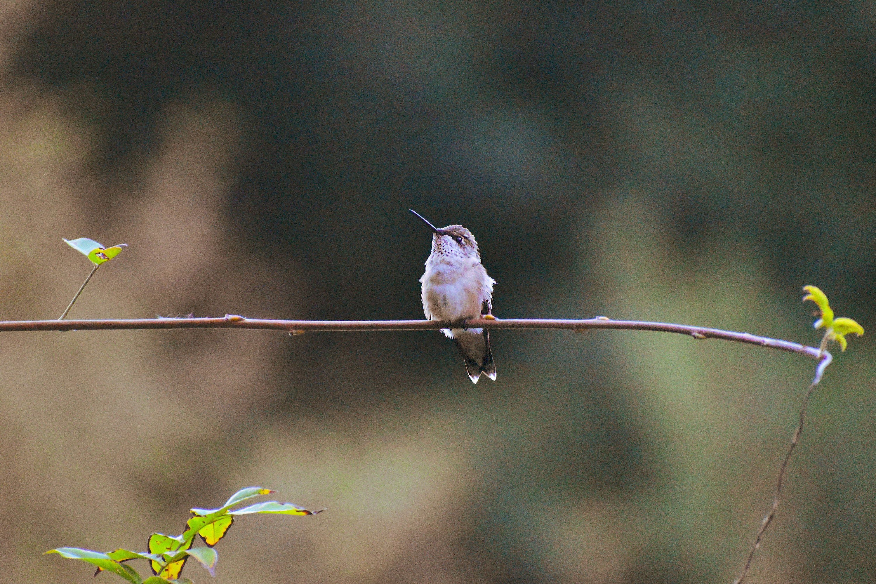 Hummingbird Photography, Horizontal Nature Photography, Hummingbird ...