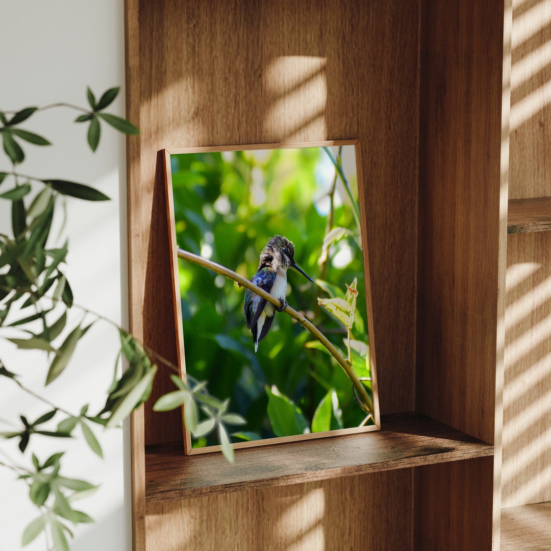 Sleeping Hummingbird, Hummingbird Art Print, Bird Photography ...