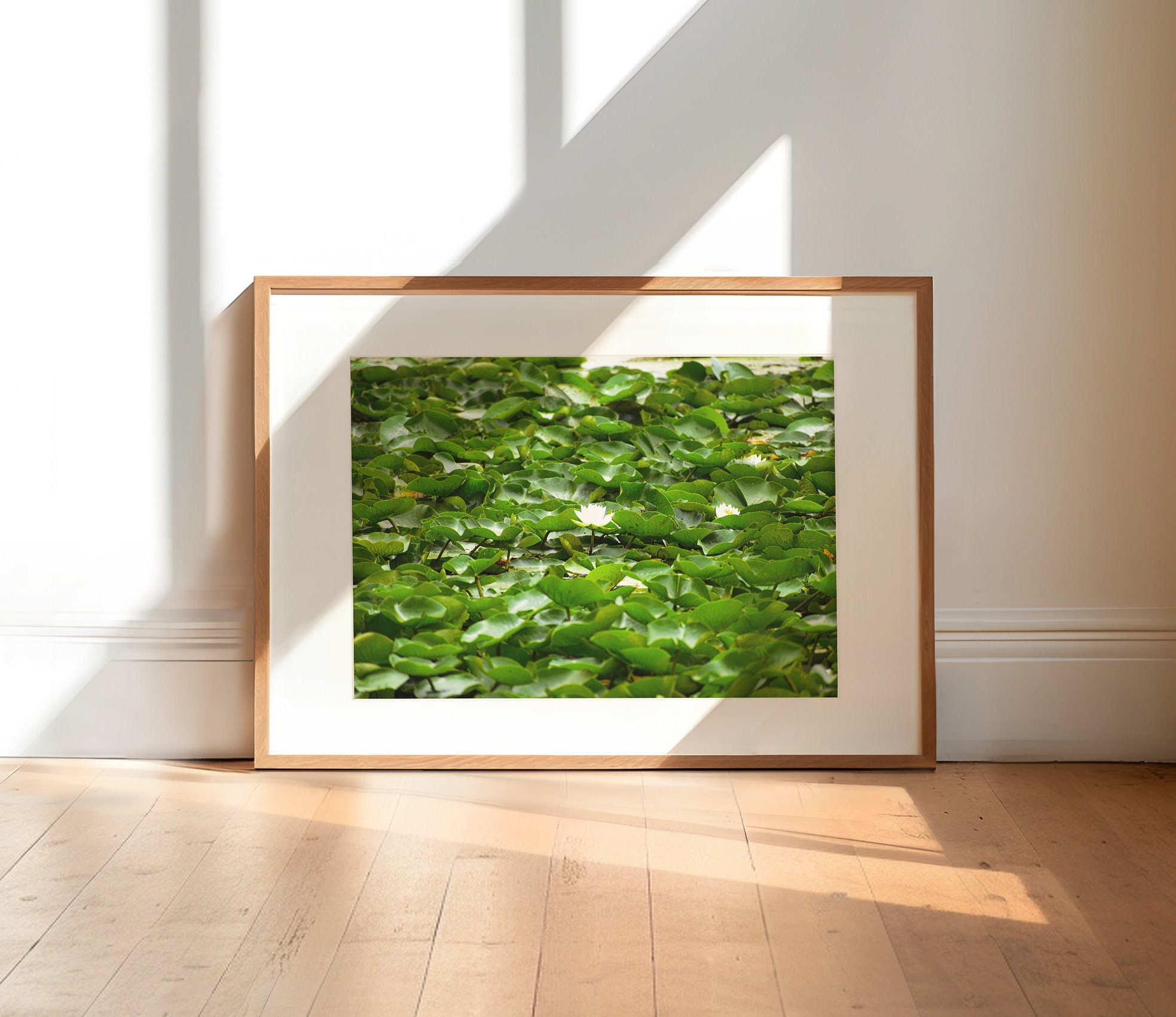 Lotus Flower in Bloom, Lotus Prints, White Lotus, Lilypad's and Lotus, Lilypad Wall Decor, Lotus ...