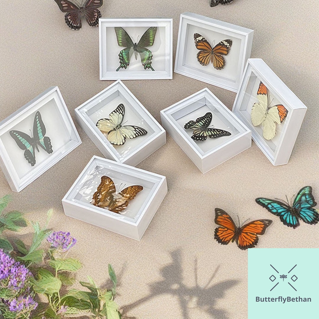 Real Butterfly Specimen, Black or White Frame Original Butterfly in ...