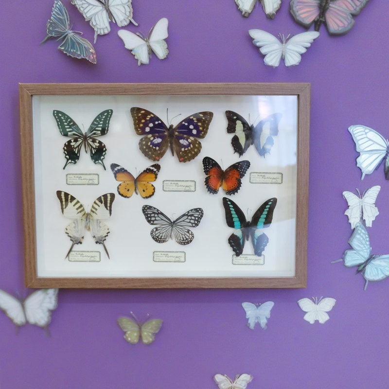 Real Butterfly Framed - Etsy