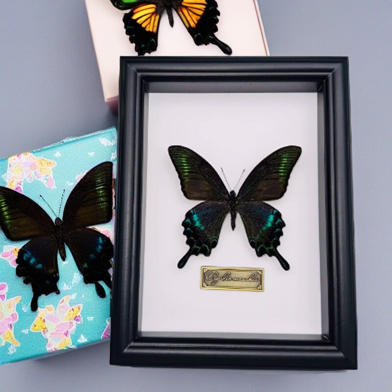 Mounted Butterflies - Etsy