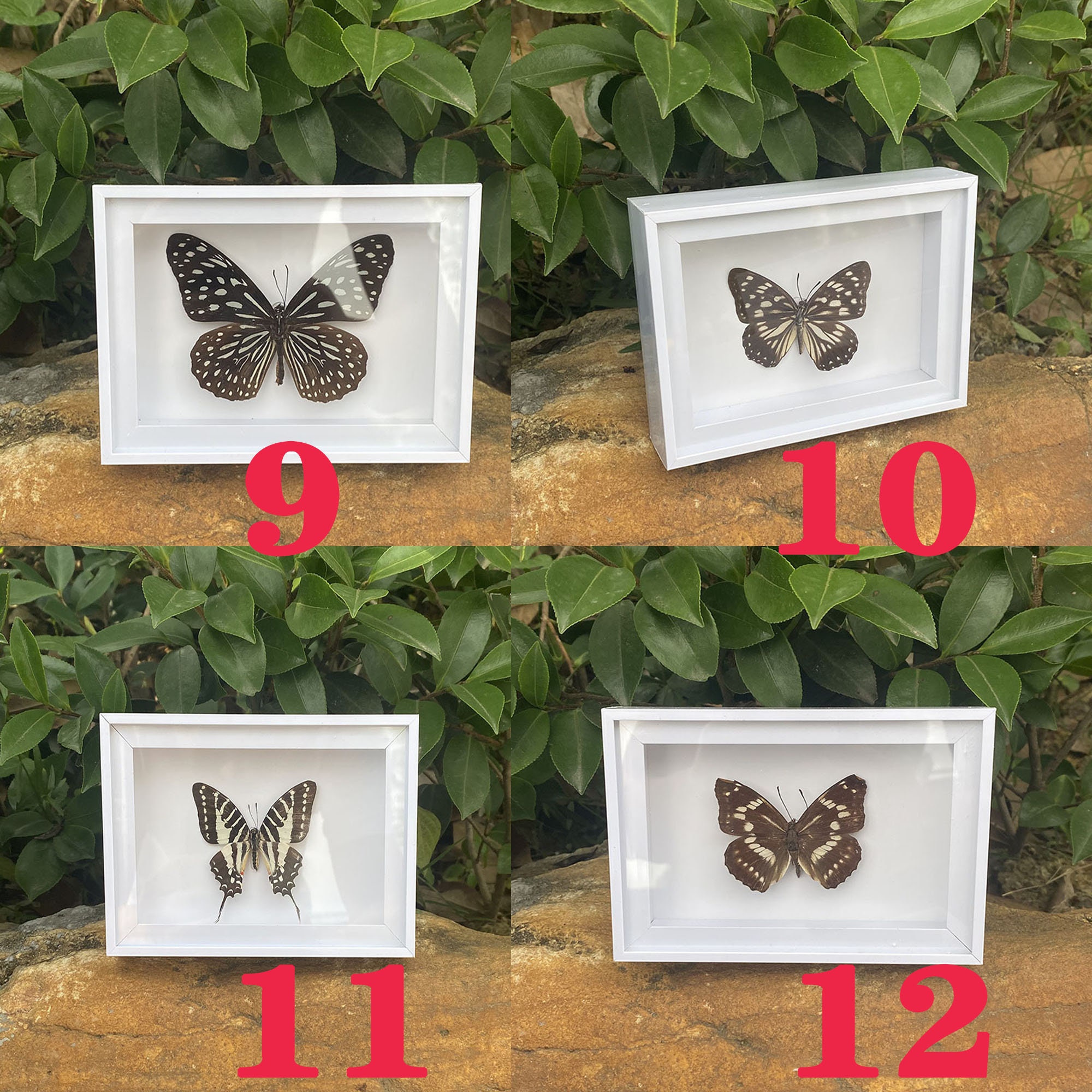 Real Butterfly Specimen, Black or White Frame Original Butterfly in ...