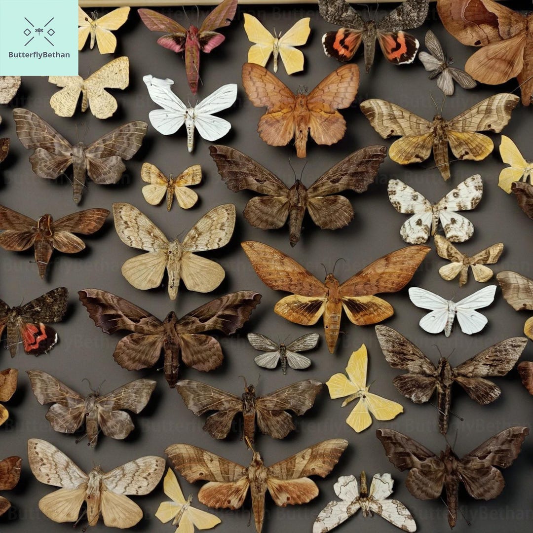 1/10/20 Random Mix of Real Moth Taxidermy Artwork, Moth Taxidermy ...