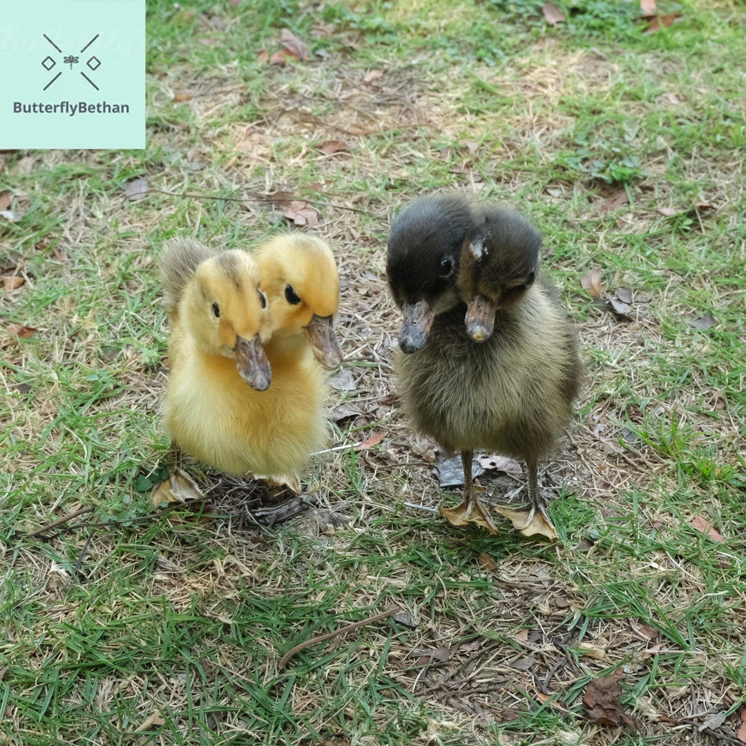 Two-headed Duckling Taxidermy – Rare Curio Display, Creepy Gothic Decor ...