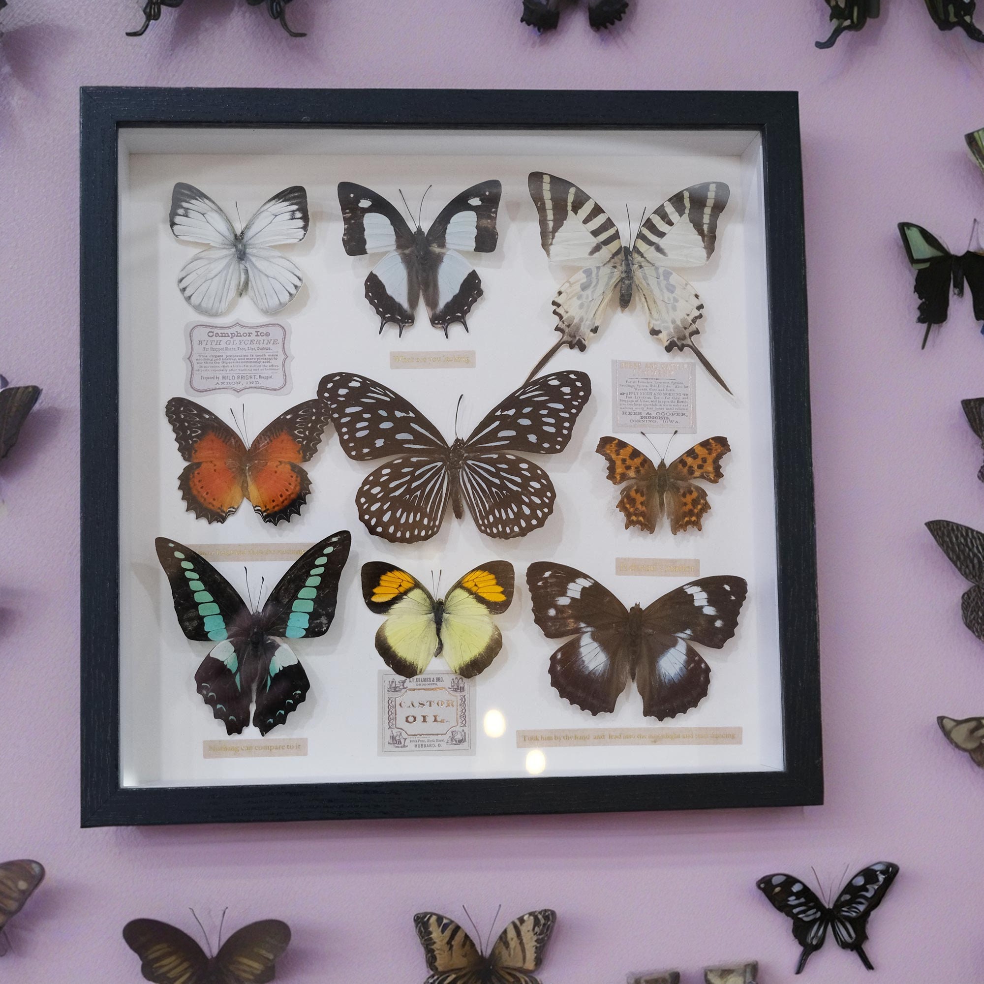 Real Framed Butterfly Specimen, Dried Insect Handmade Frame Oddities ...