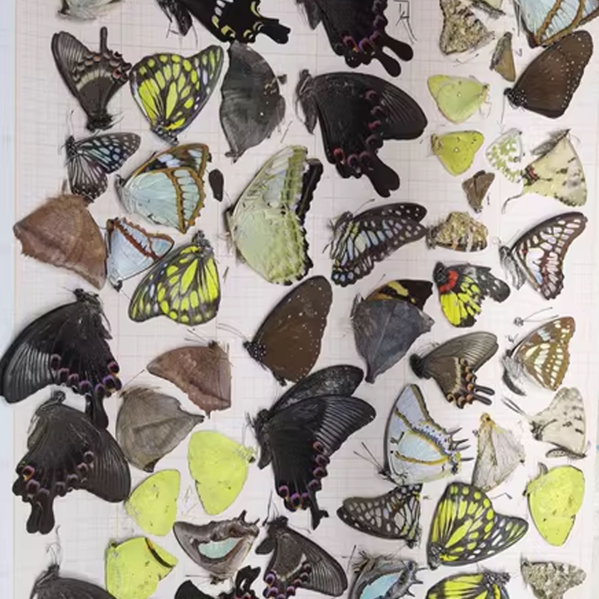 5-100 Unspread Random Butterflies Pack Lot Real Mixed Species Tropical ...
