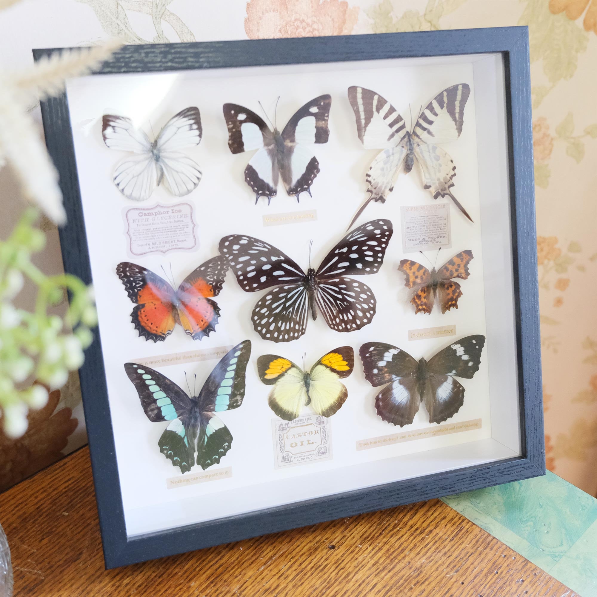 Real Framed Butterfly Specimen, Dried Insect Handmade Frame Oddities ...