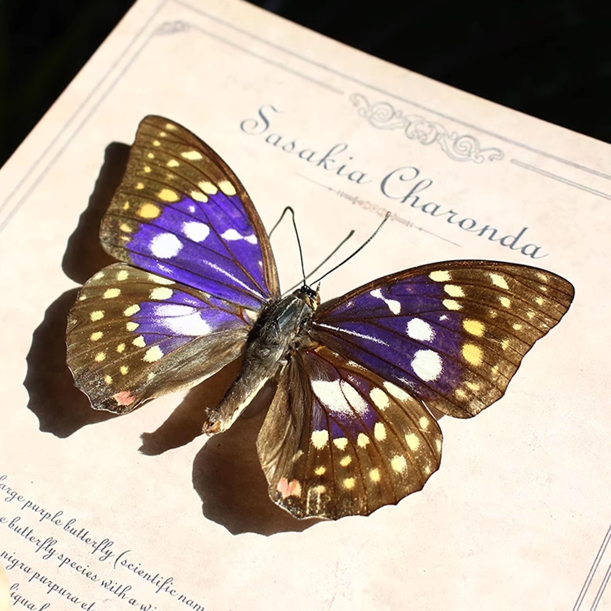 Real Butterfly Specimen, Butterfly Specimen Ornament, Insect Specimen ...