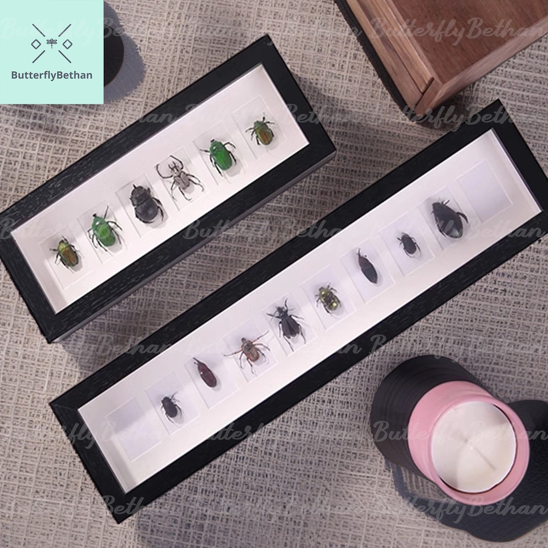 Insect Specimens Display Frame(only Photo Frame), Frame for Insect ...