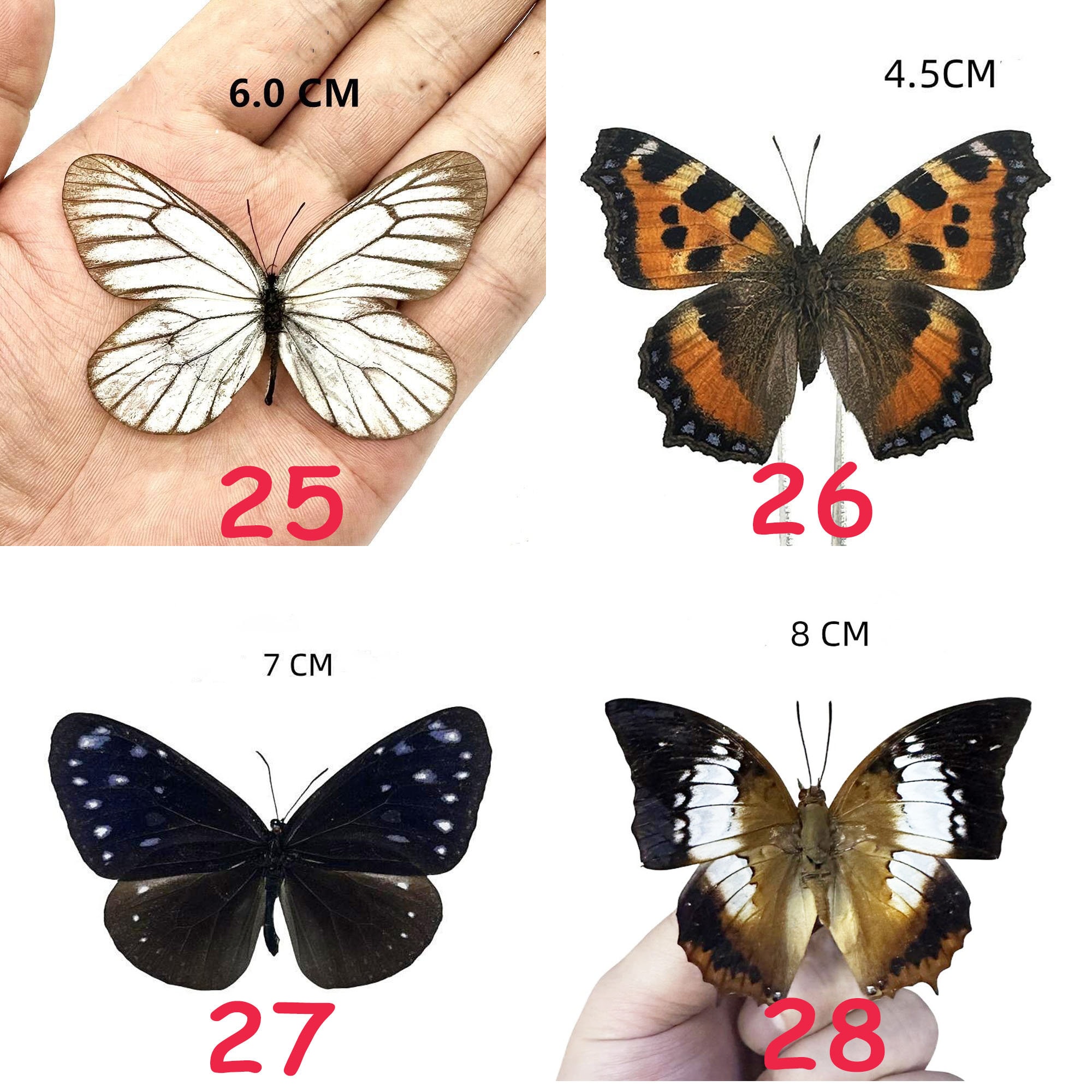 Real Butterfly Specimen, Black or White Frame Original Butterfly in ...