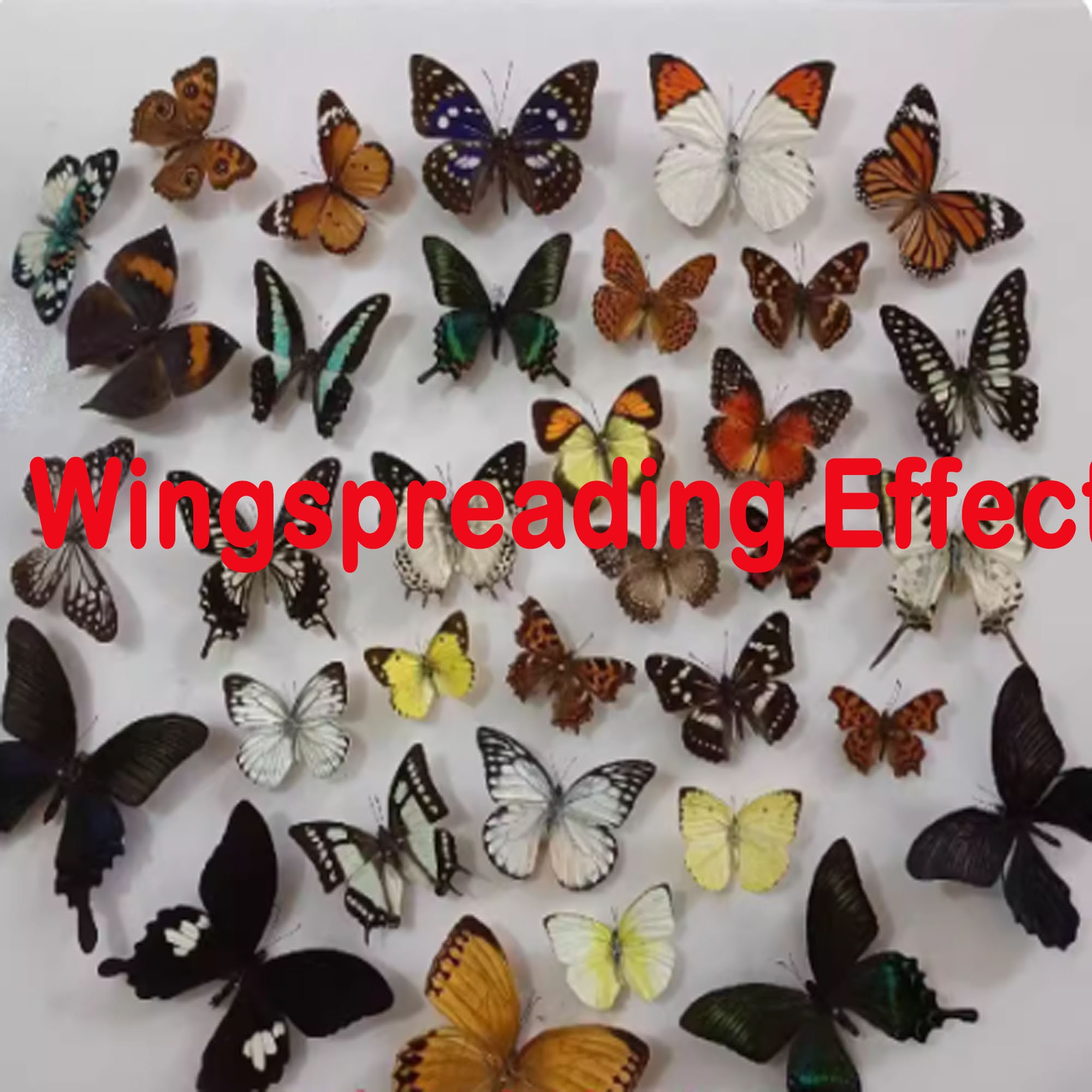 5-100 Unspread Random Butterflies Pack Lot Real Mixed Species Tropical ...