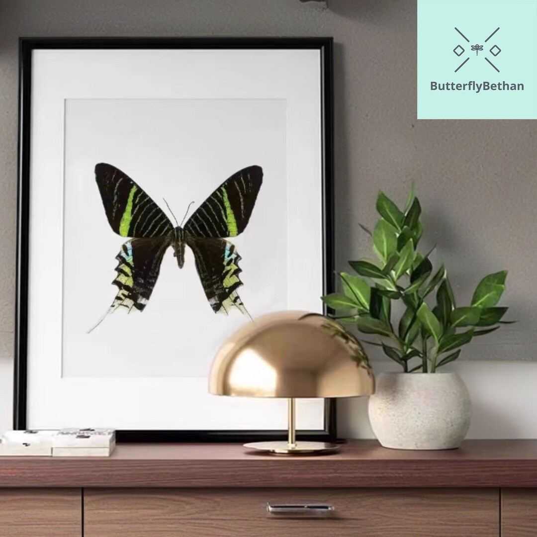REAL Sunset Moth Specimen, Moon Moth Sunset Mmoth Golden Swallow Moth ...