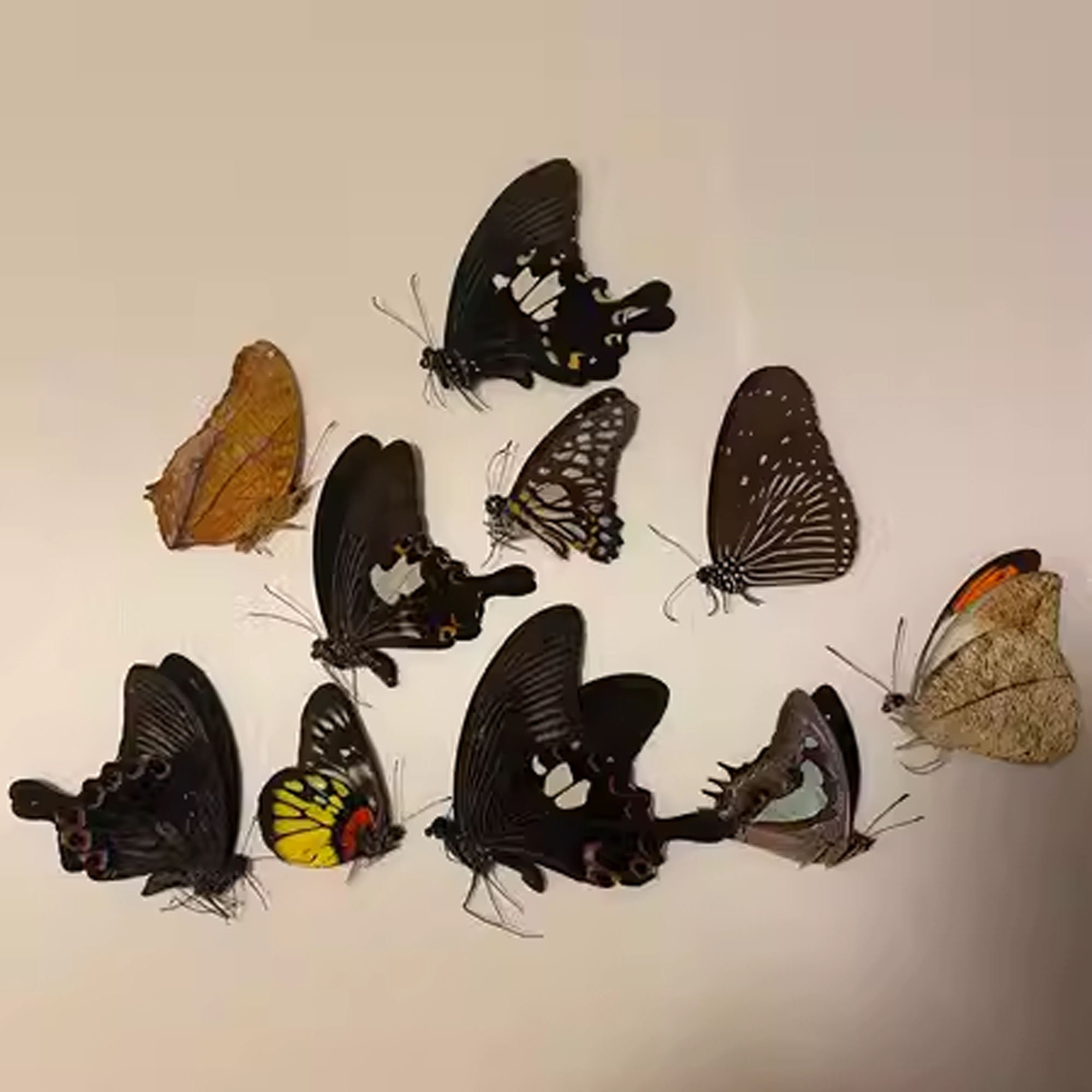 5-100 Unspread Random Butterflies Pack Lot Real Mixed Species Tropical ...