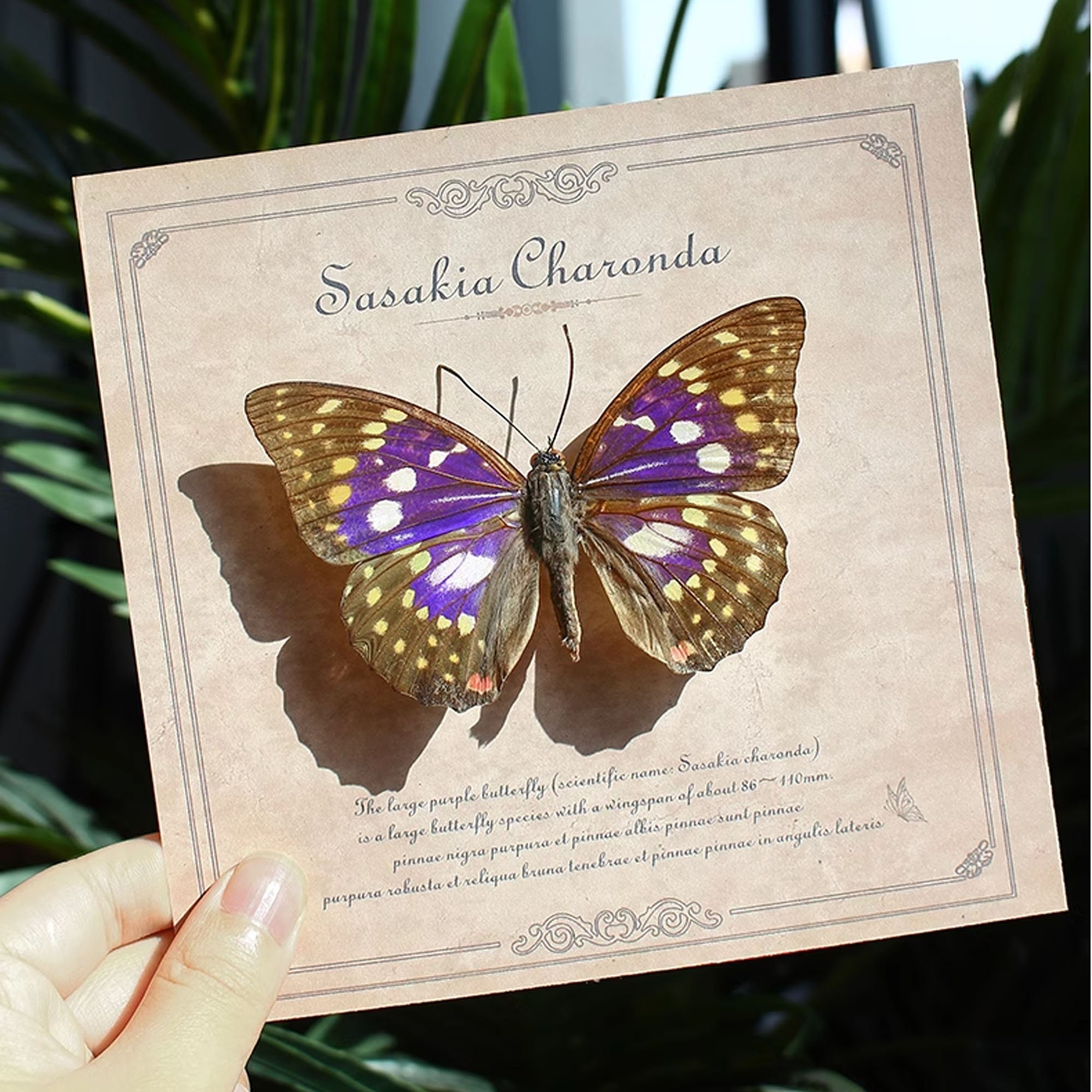 Real Butterfly Specimen, Butterfly Specimen Ornament, Insect Specimen ...