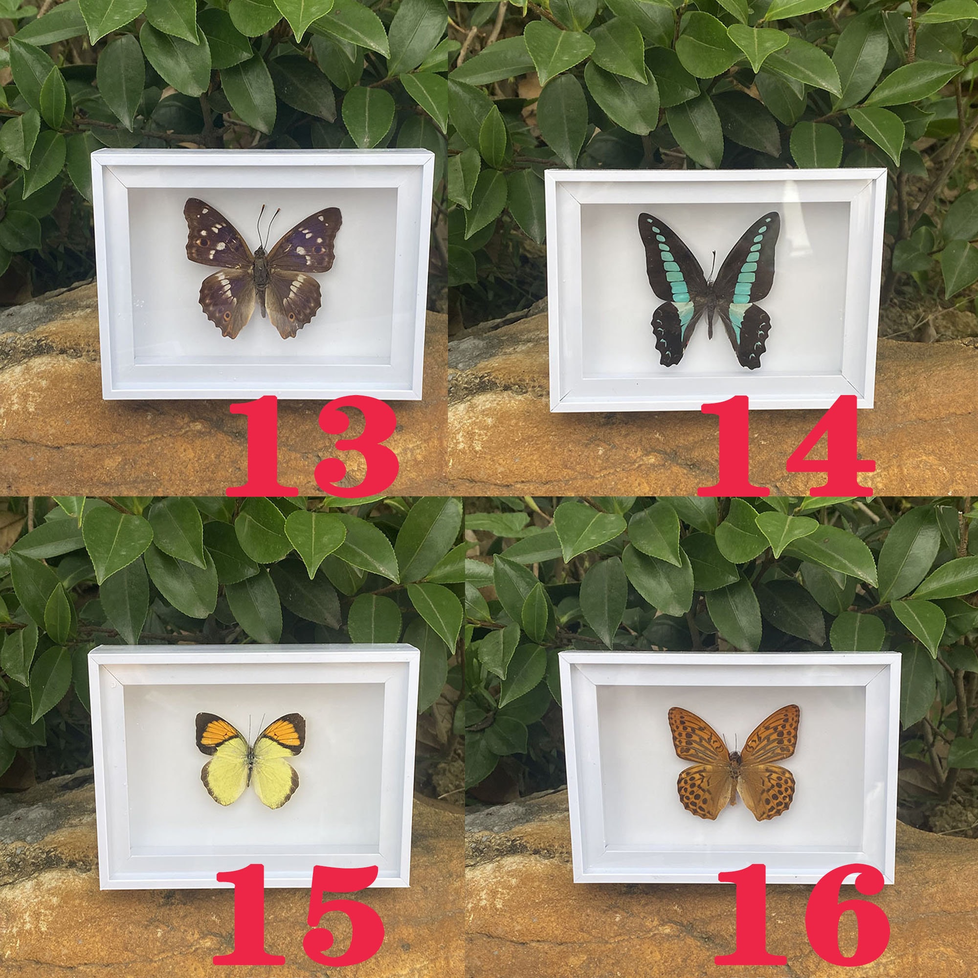 Real Butterfly Specimen, Black or White Frame Original Butterfly in ...