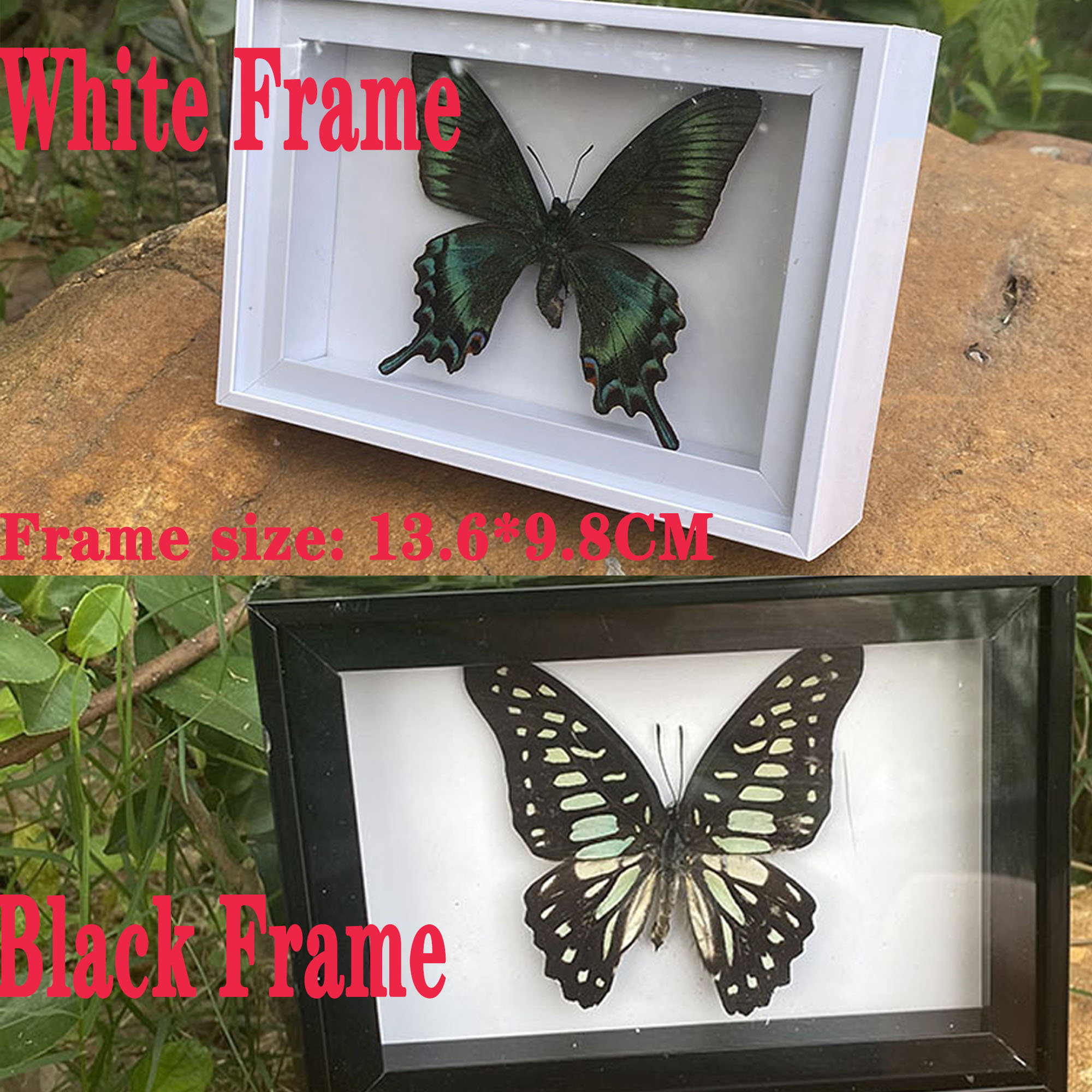 Real Butterfly Specimen, Black or White Frame Original Butterfly in ...