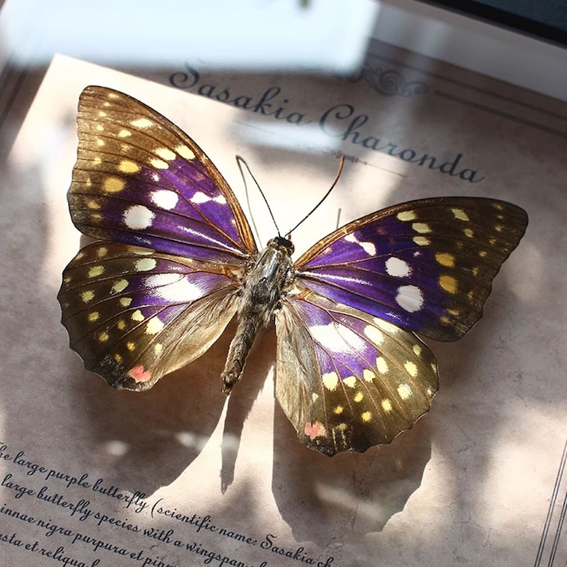 Real Butterfly Specimen, Butterfly Specimen Ornament, Insect Specimen ...