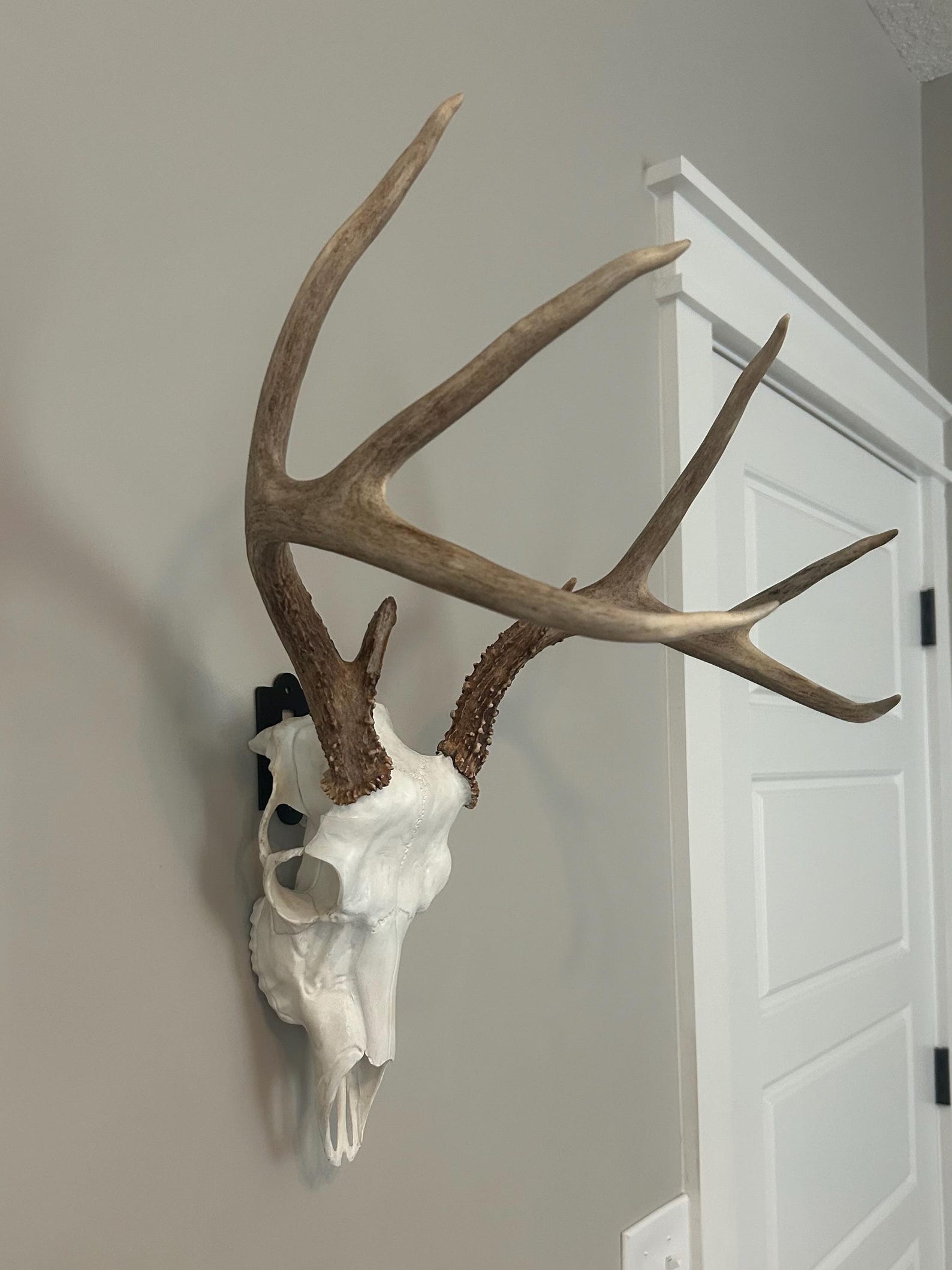 European Deer Antler Skull Mount Hanger - Etsy