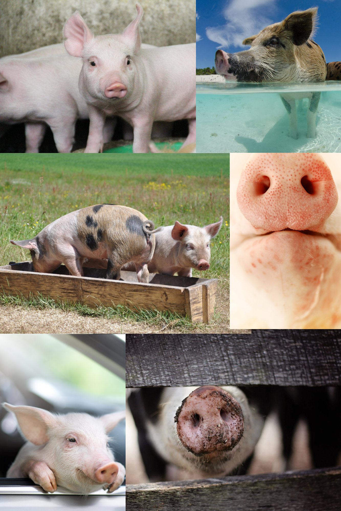 Collage of Pig Background, Wallpaper of Cute Pink Pigs, Digital ...