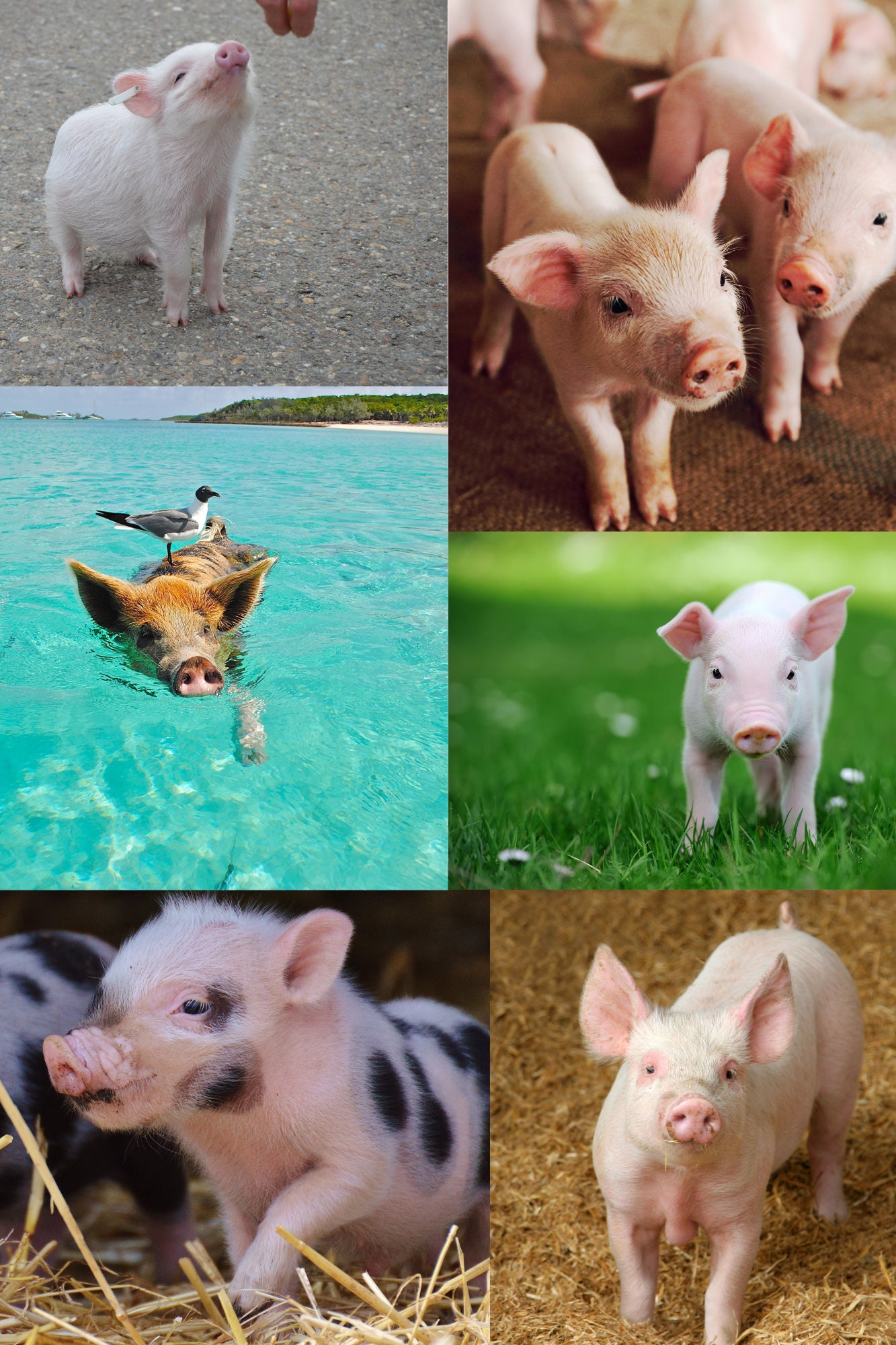 Collage of Pig Background, Wallpaper of Cute Pink Pigs, Digital ...