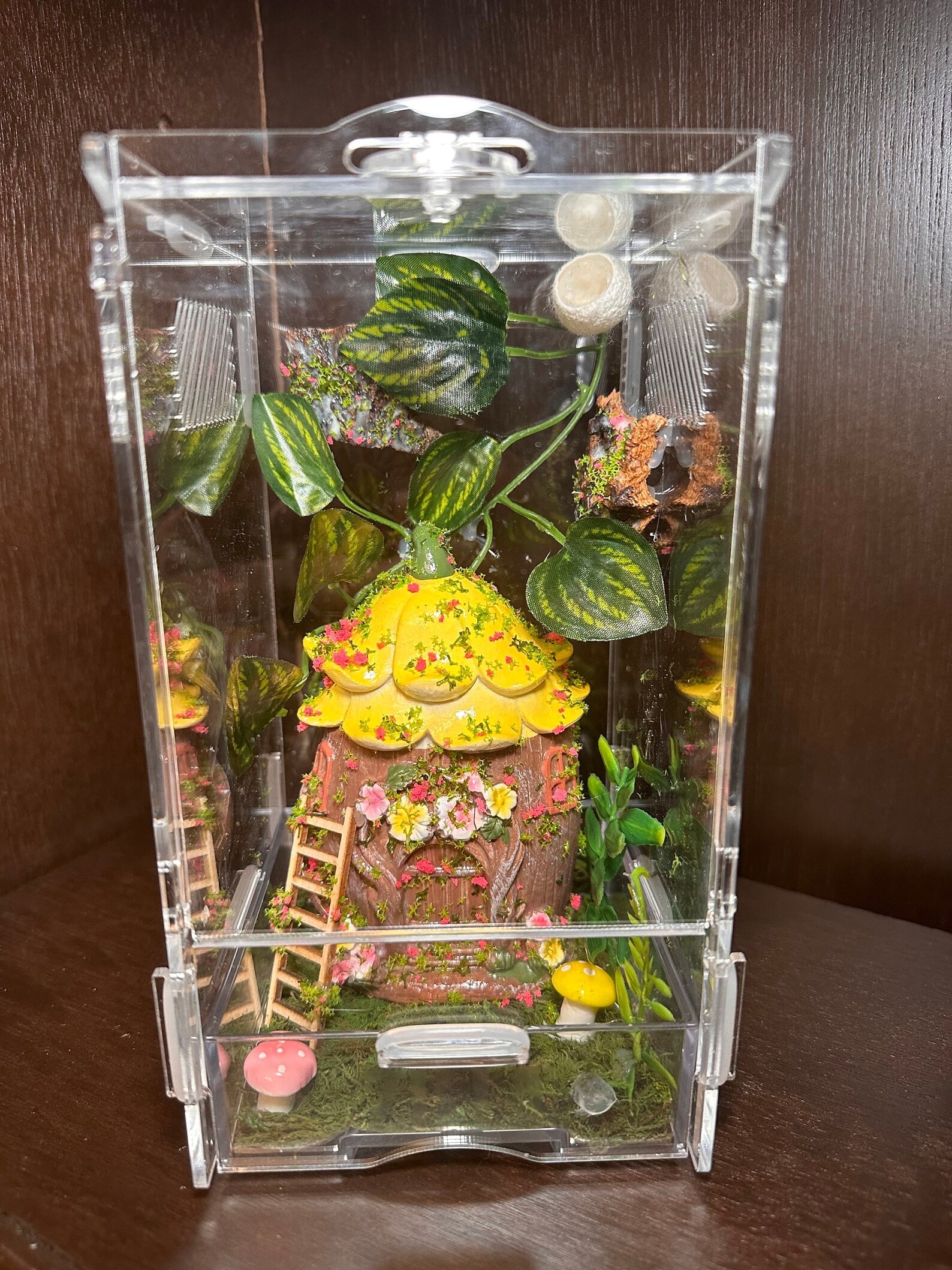 Custom Jumping Spider Enclosure Read Description - Etsy