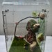 Large Spider Enclosure - Etsy
