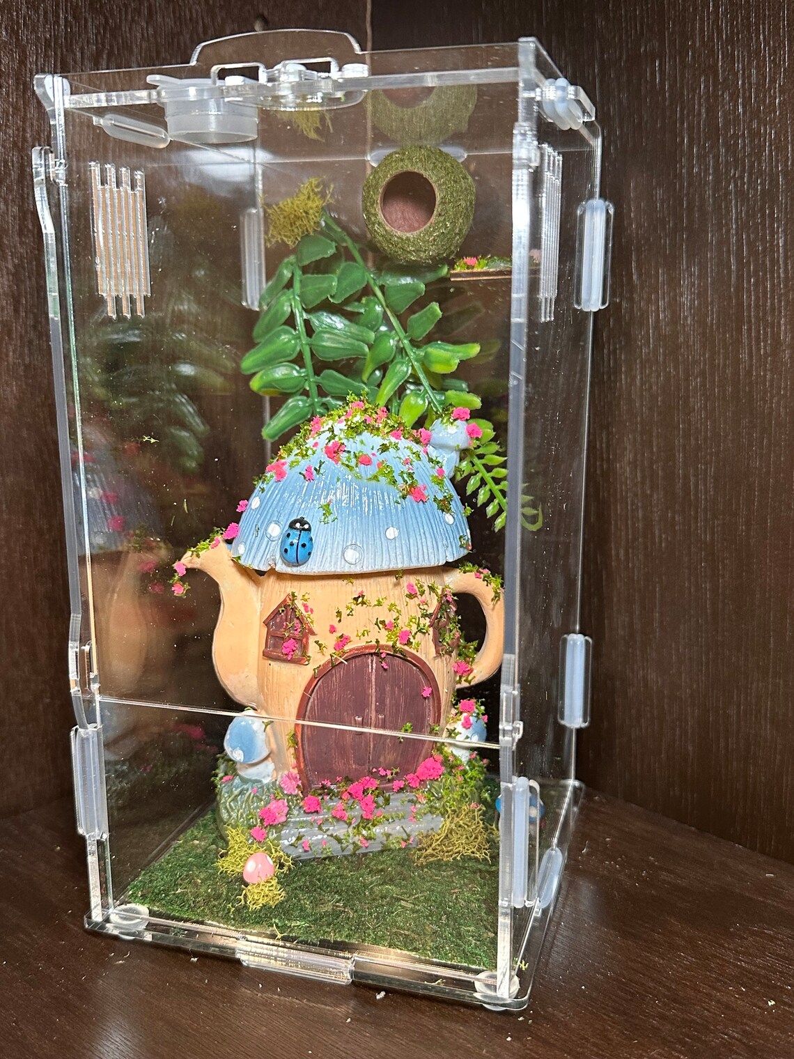 Custom Jumping Spider Enclosure Read Description - Etsy