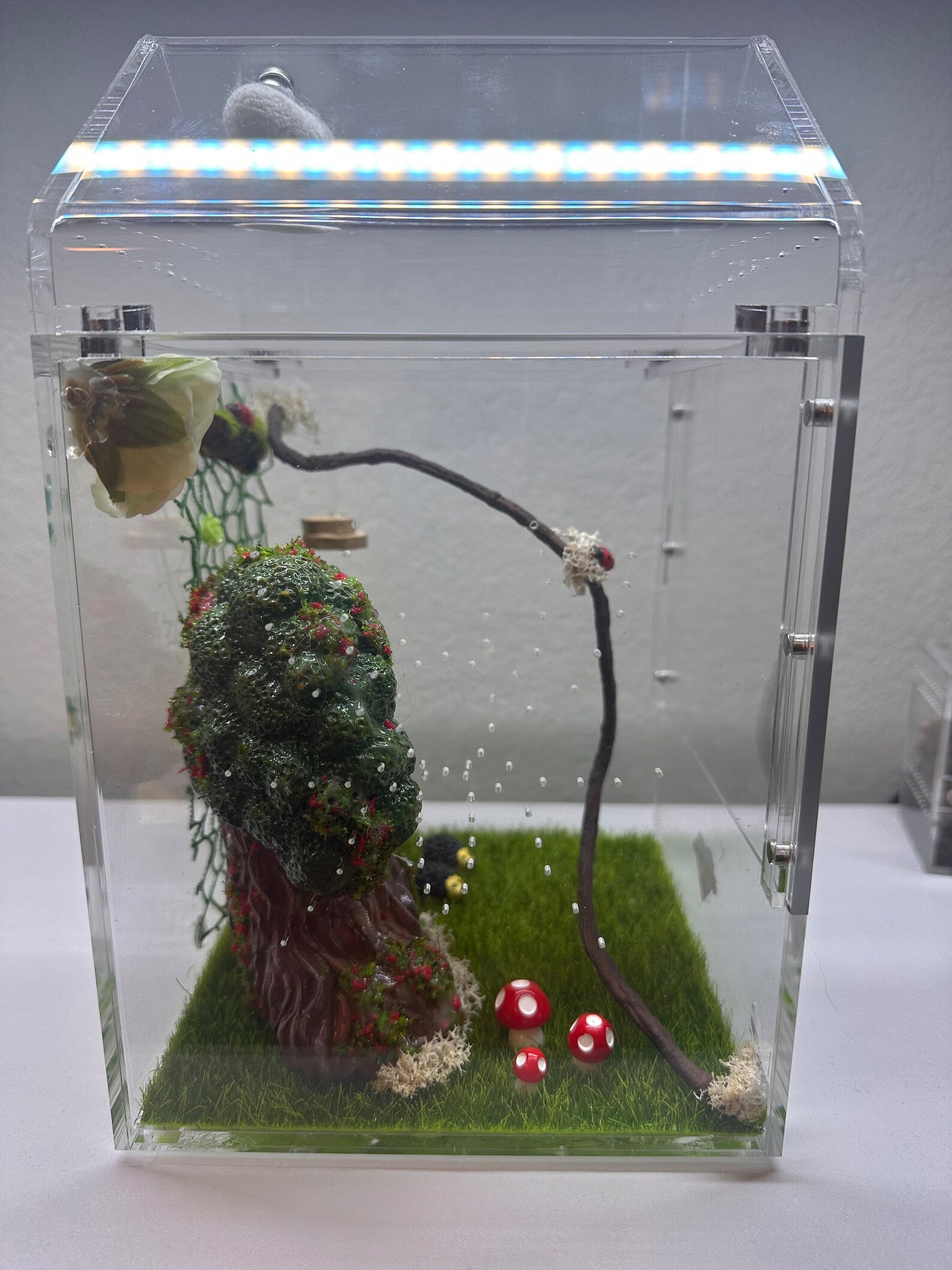 Large Spider Enclosure - Etsy