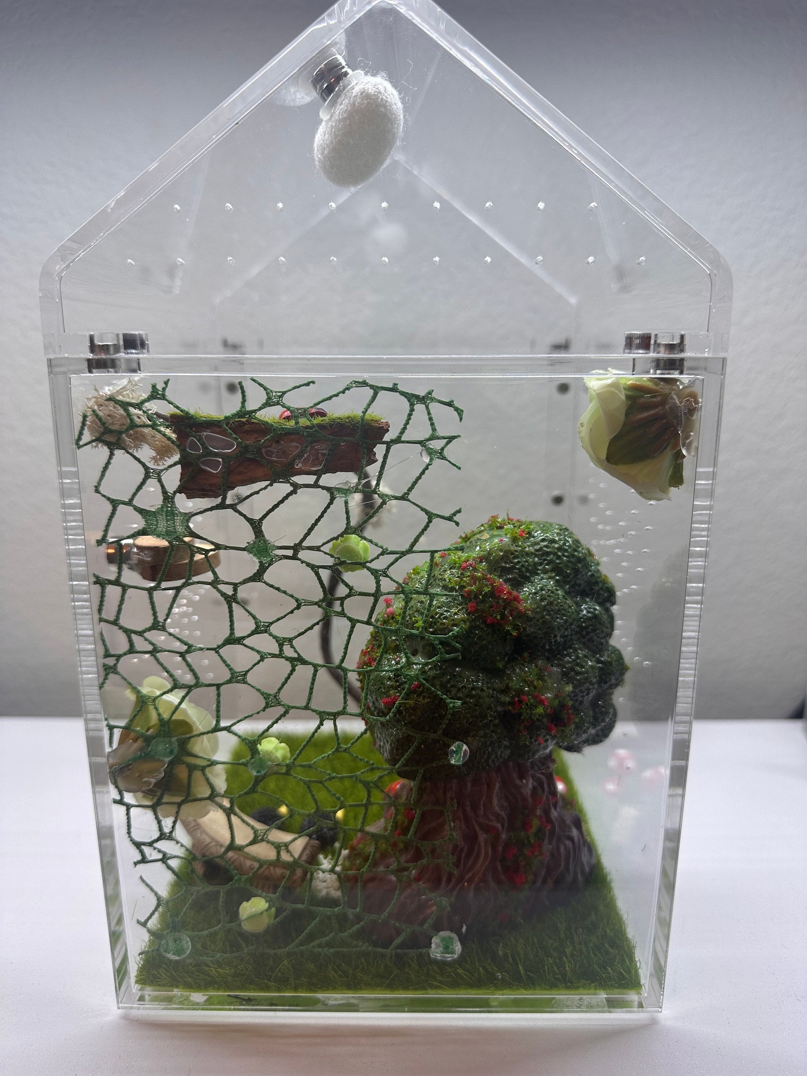 Large Spider Enclosure - Etsy