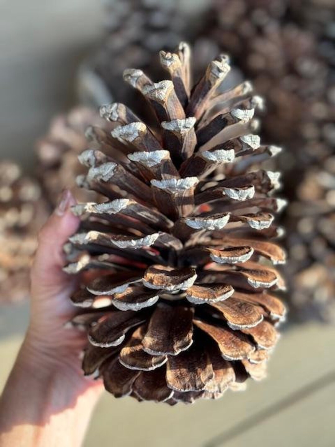 Groups of 610 Georgia Long Leaf Pinecones, Jumbo Pinecones, Large Pinecones, Huge Pinecones - Etsy