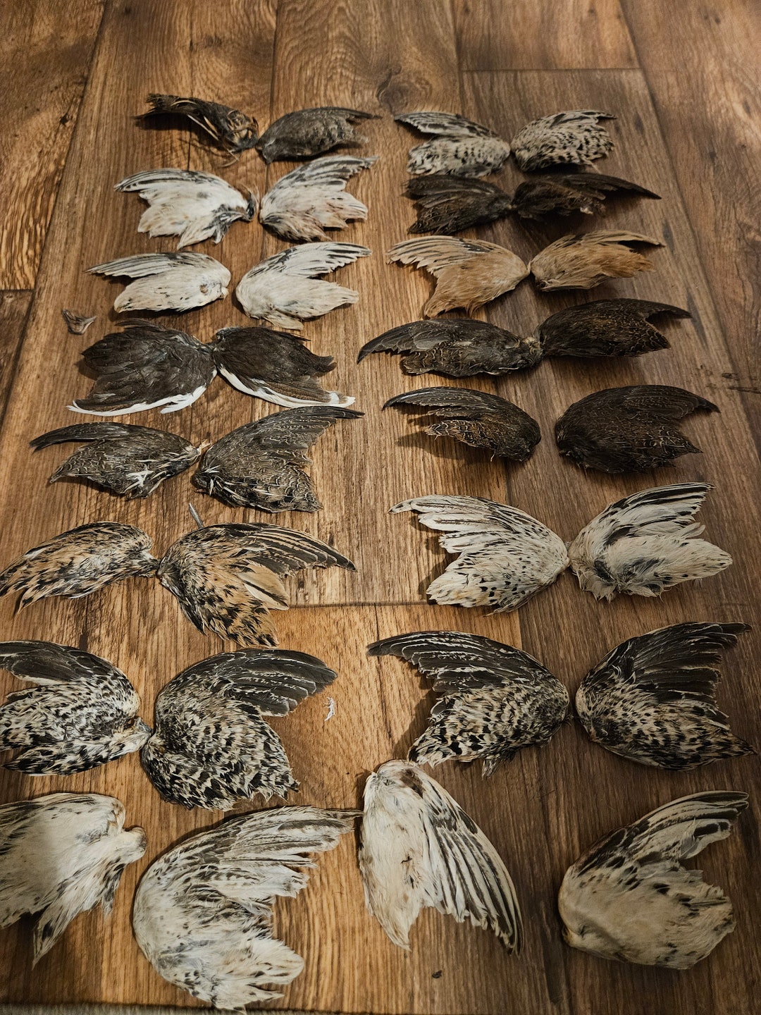 Dehydrated Quail Wings - Etsy