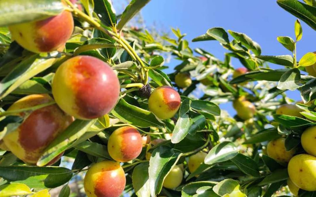 Zhanhua Jujube, 4-years-old Jujube Tree,3 Ft Tall - Etsy