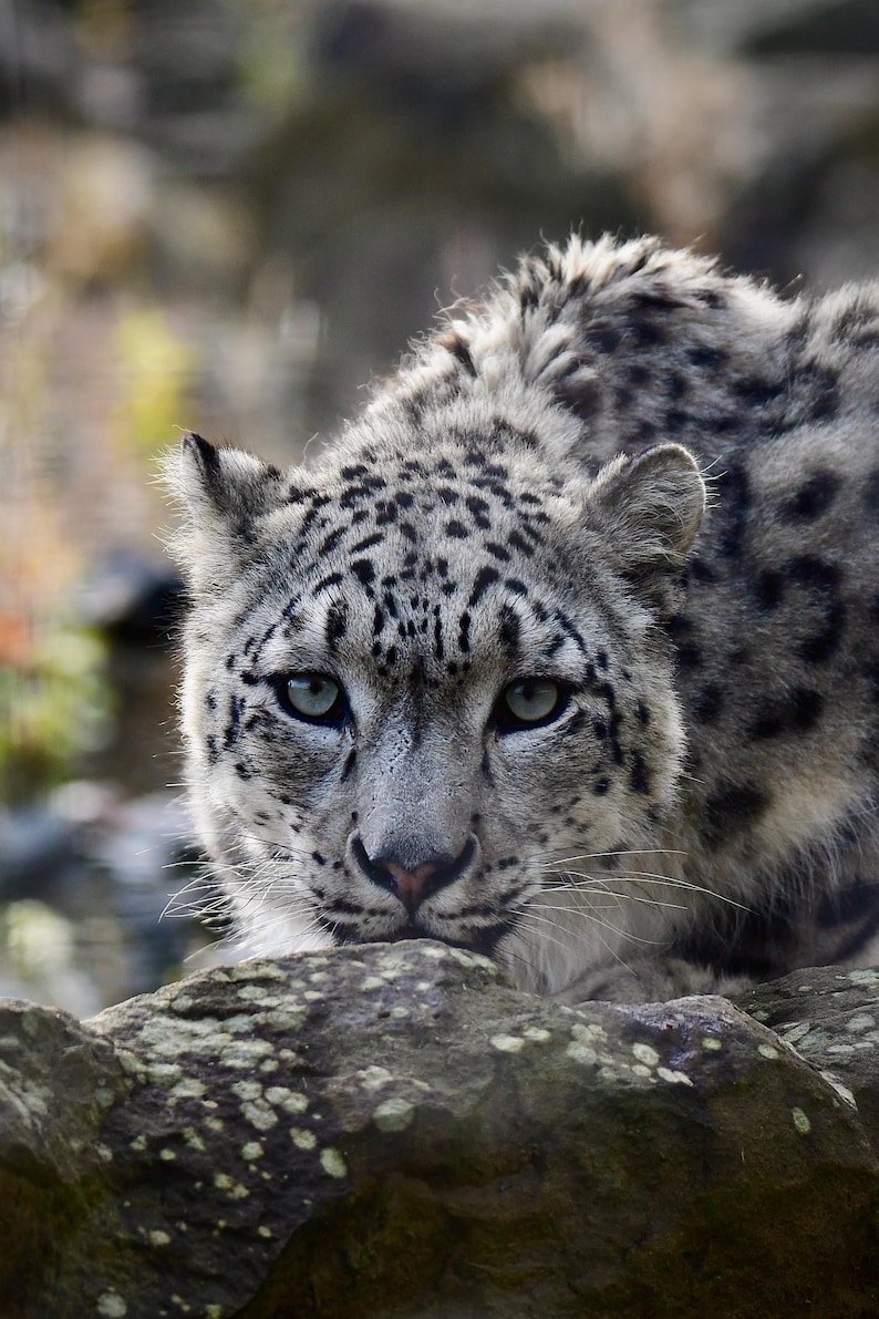 Snow Leopard - Etsy