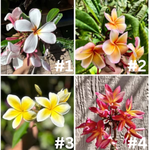 Plumeria Cuttings From Hawaii