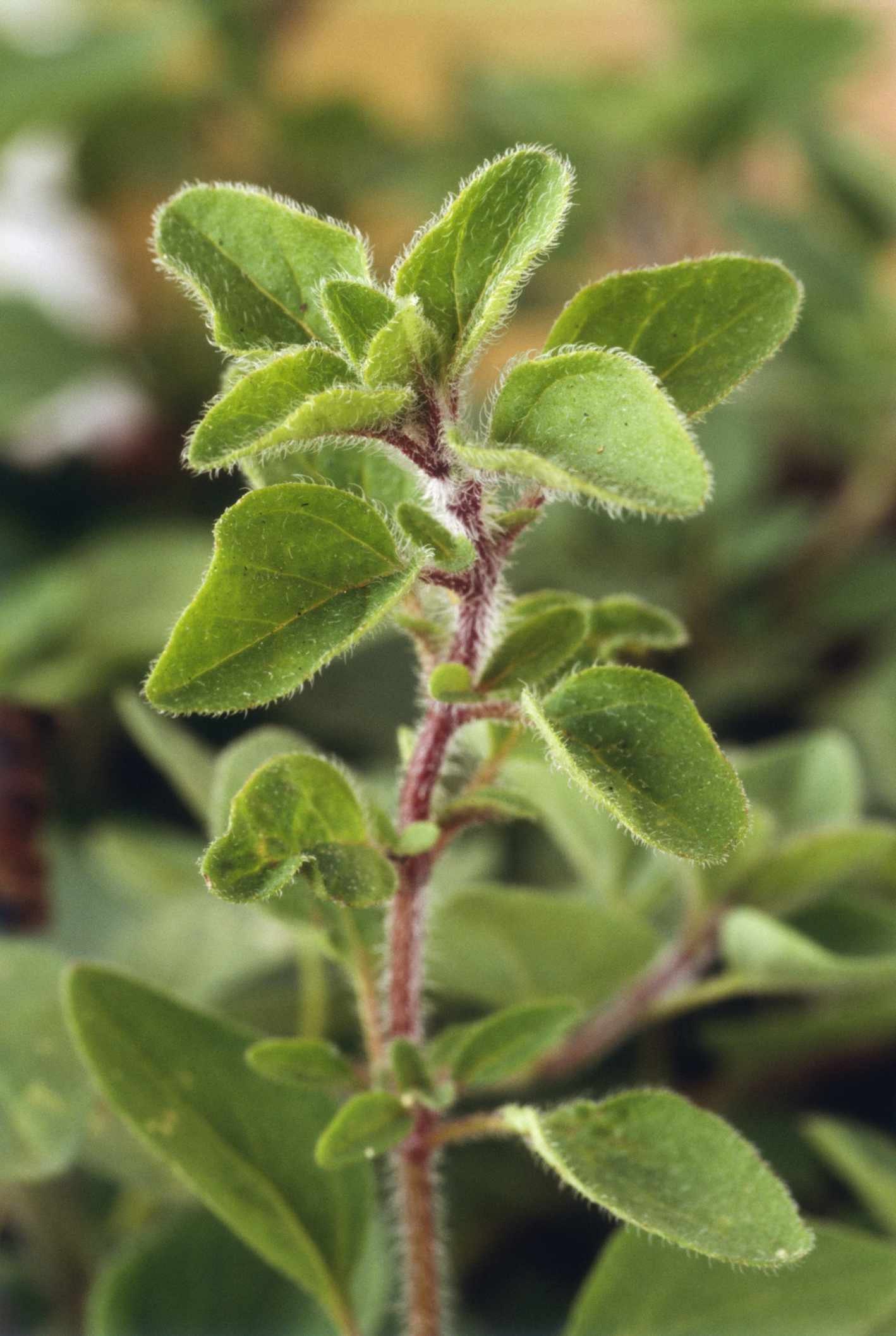 Greek Oregano, Herb Seeds - 500mg - Etsy