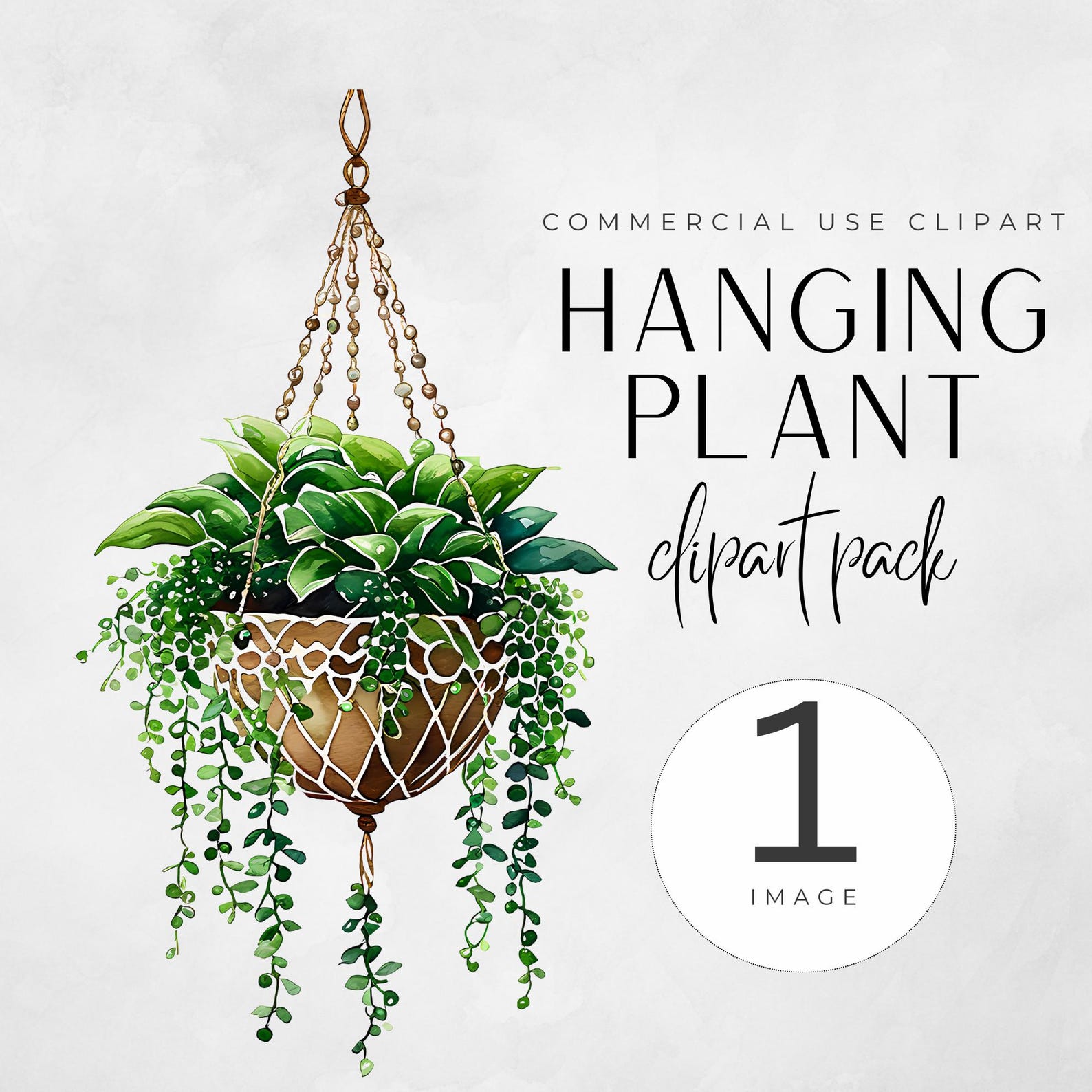 Hanging Succulent Clipart, Watercolor Plant PNG, Digital Download ...