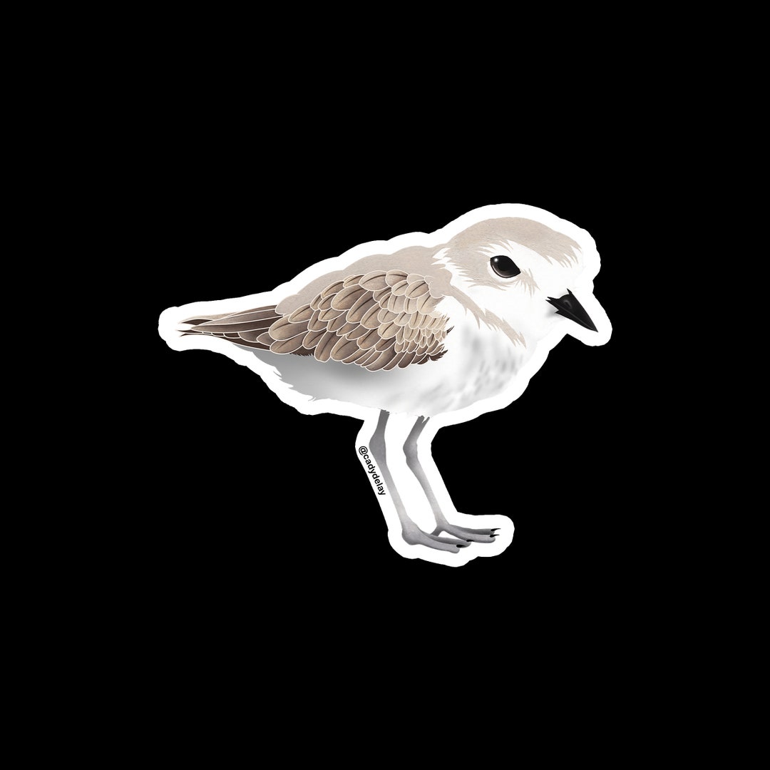 Western Snowy Plover Stickers - Etsy