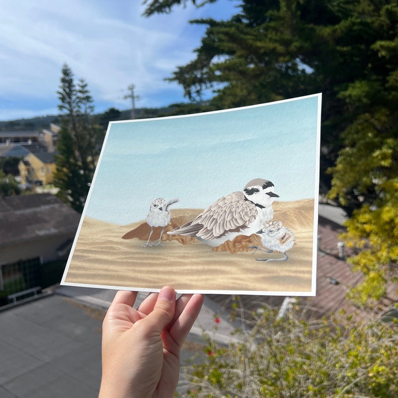 Snowy Plovers Nesting - Etsy