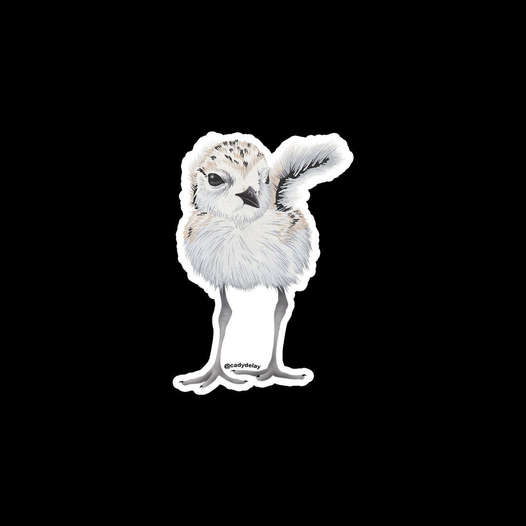 Western Snowy Plover Chick Stickers - Etsy