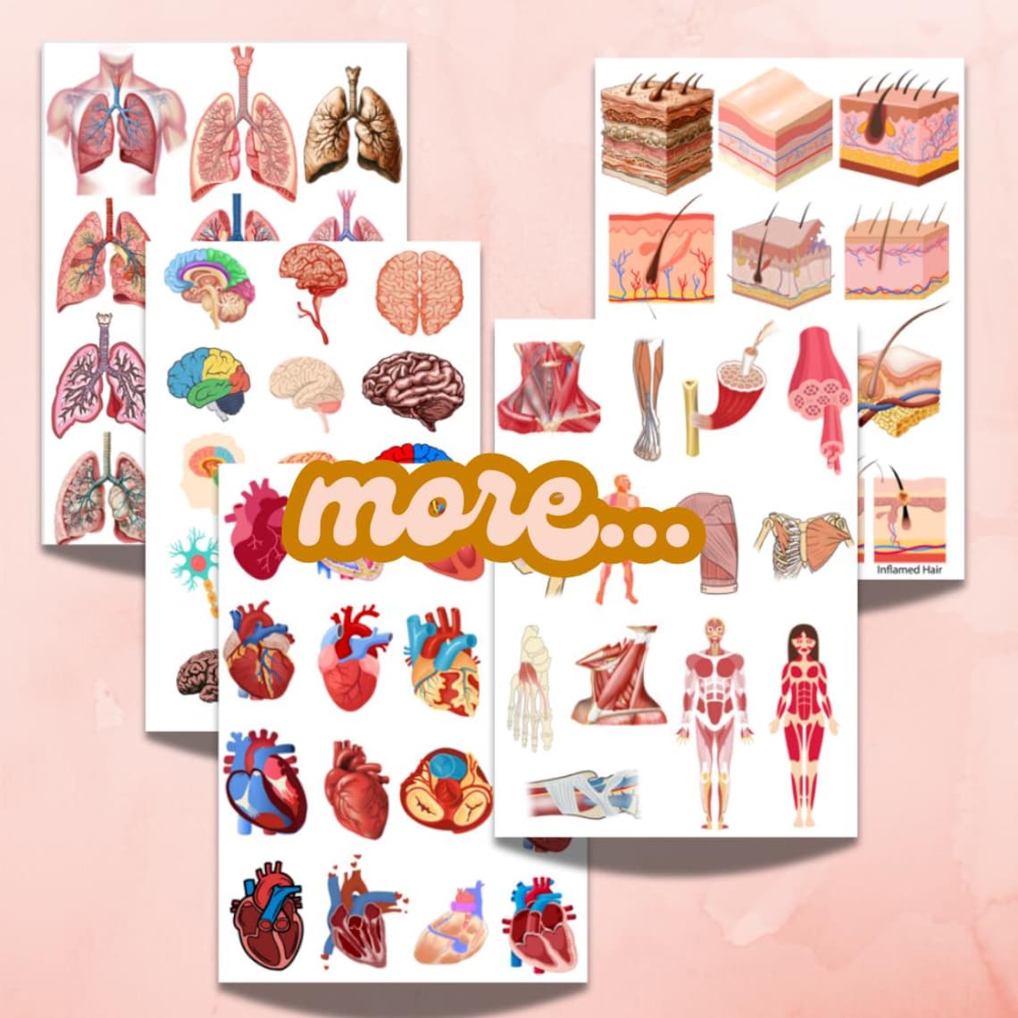 Anatomy & Biology Stickers Human Anatomy Stickers Good Notes Stickers ...