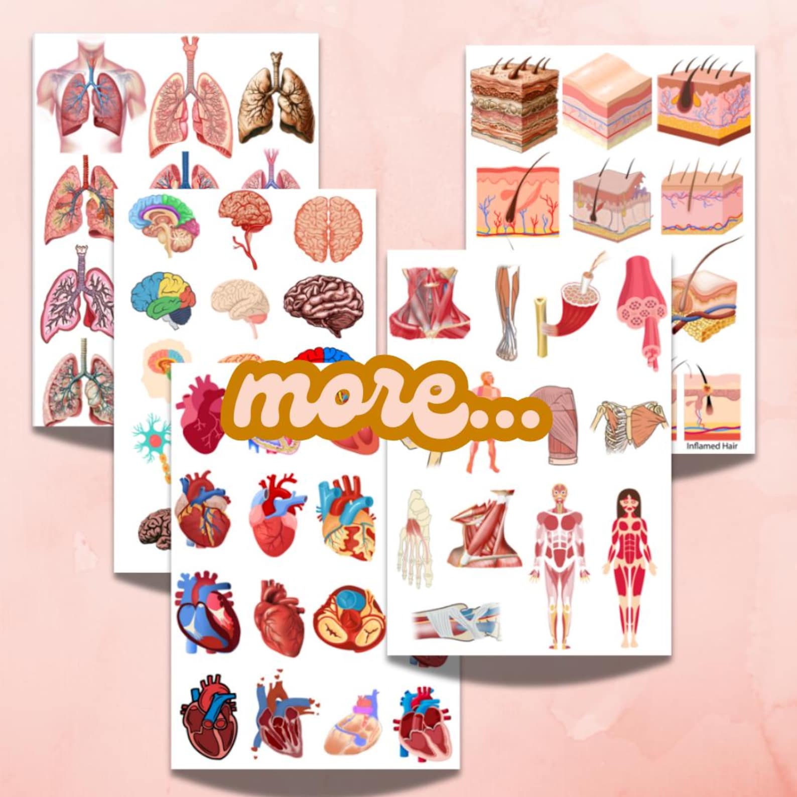 Anatomy & Biology Stickers Human Anatomy Stickers Good Notes Stickers ...