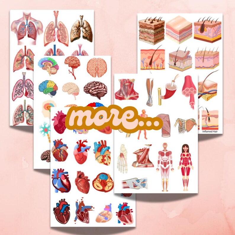 Anatomy & Biology Stickers Human Anatomy Stickers Good Notes Stickers ...
