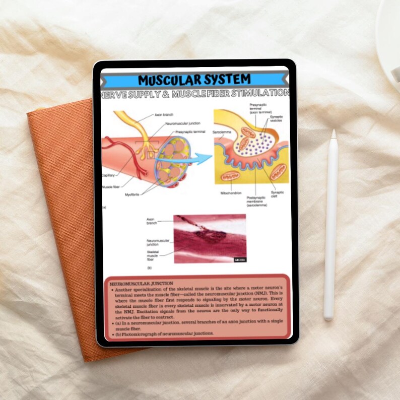 Muscular System Study Guide: Nursing School Notes (digital Downloadable ...