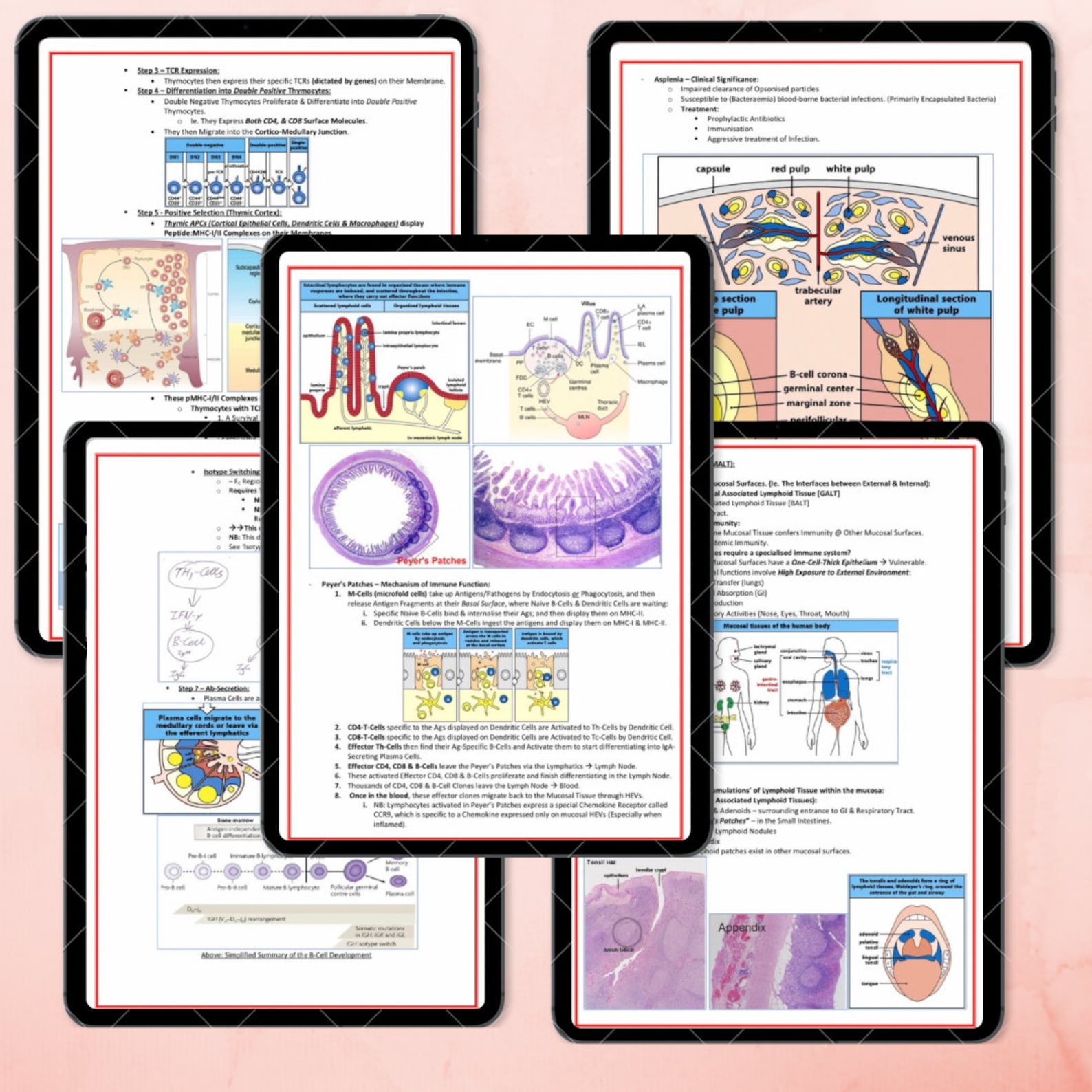 Immunology and Rheumatology High Yield Notes Digital Medical Study ...