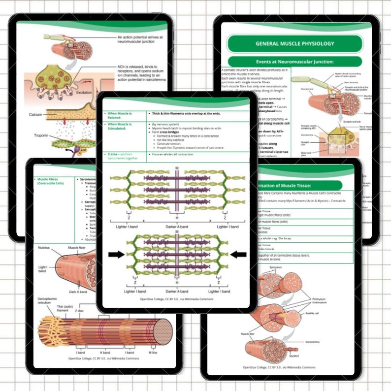 Musculoskeletal System Nursing Notes | Anatomy, Physiology and ...