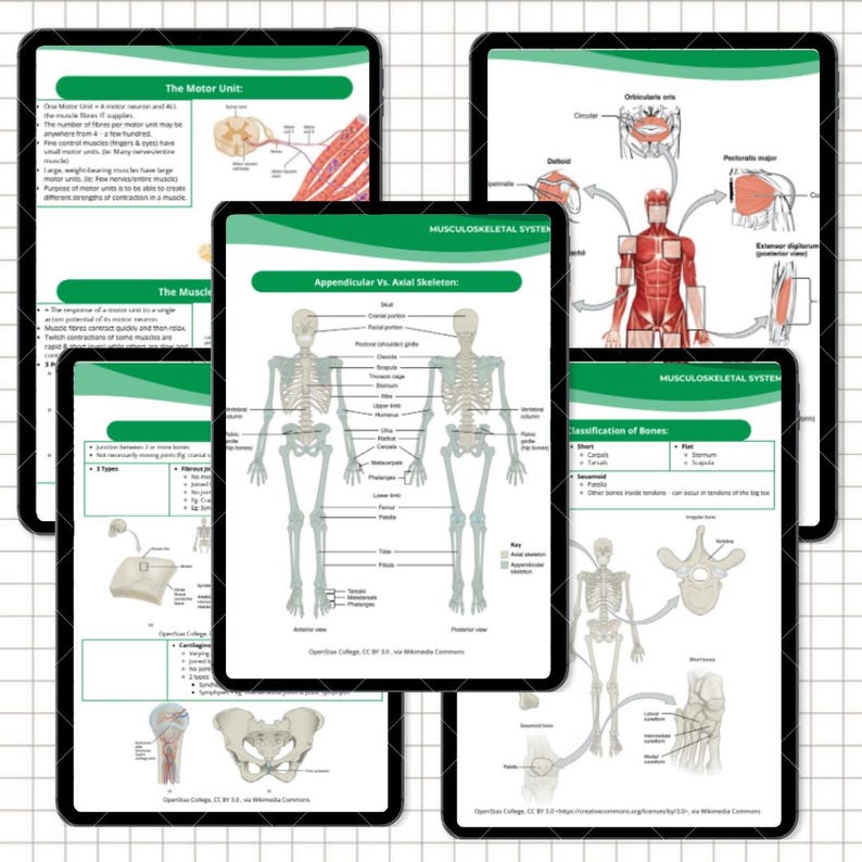 Musculoskeletal System Notes - Anatomy, Physiology & Pathology ...