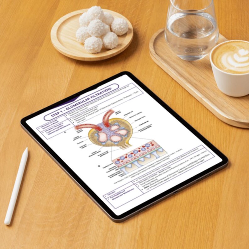 Urinary Renal System Notes - Anatomy, Physiology & Pathology | Nursing ...